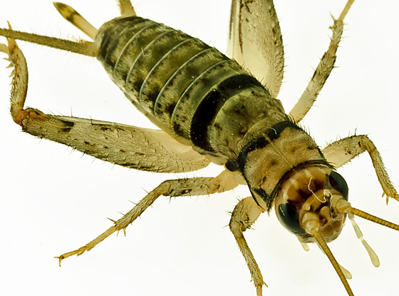 Science Café | The Cricket Café: Hopping into Ontario’s entomophagy ...