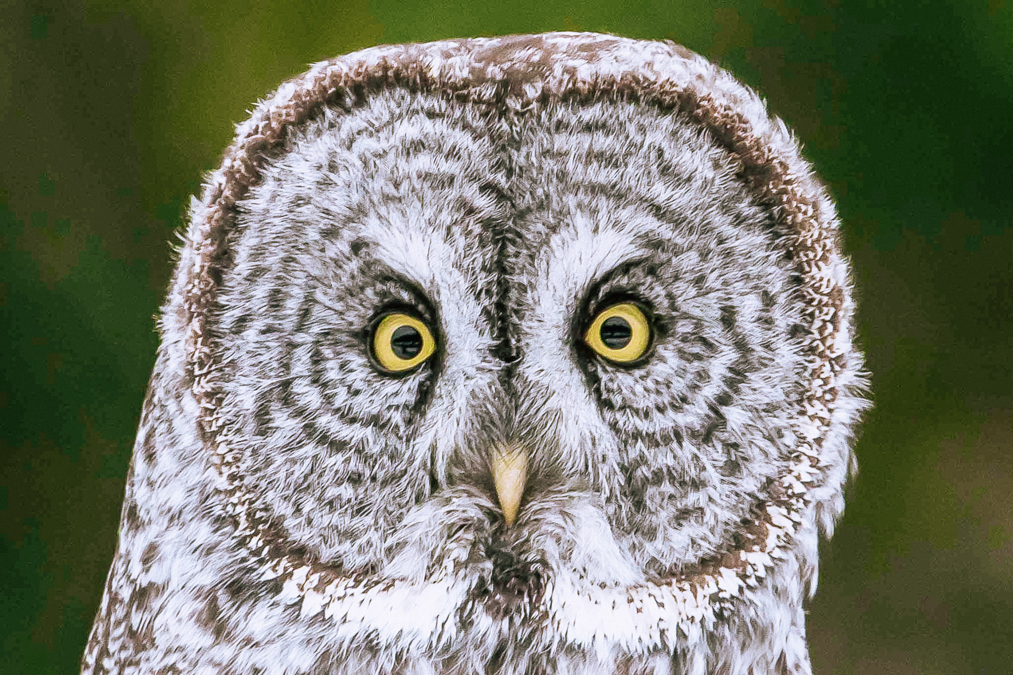 Michael Runtz shares fascinating facts about animals associated with ...